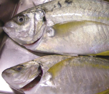 LOTUS JPS CLUB official site